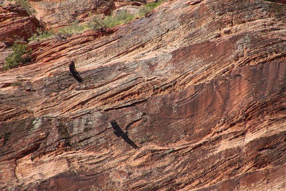 Zion National Park Half Day & Full Day Tours